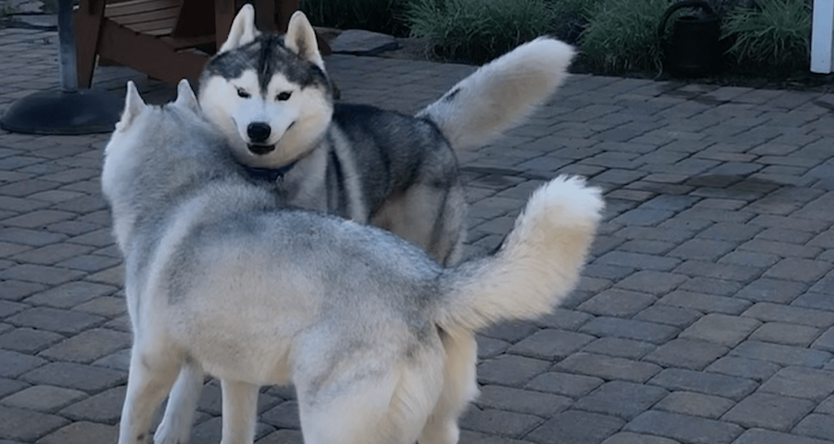 Dog Whisperer: Siberian Husky Meets Her New Brother! [Video] | BELINDA CAI